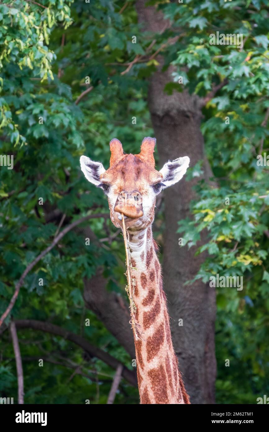 Close-up giraffe head on green leaves background. Giraffes head against ...