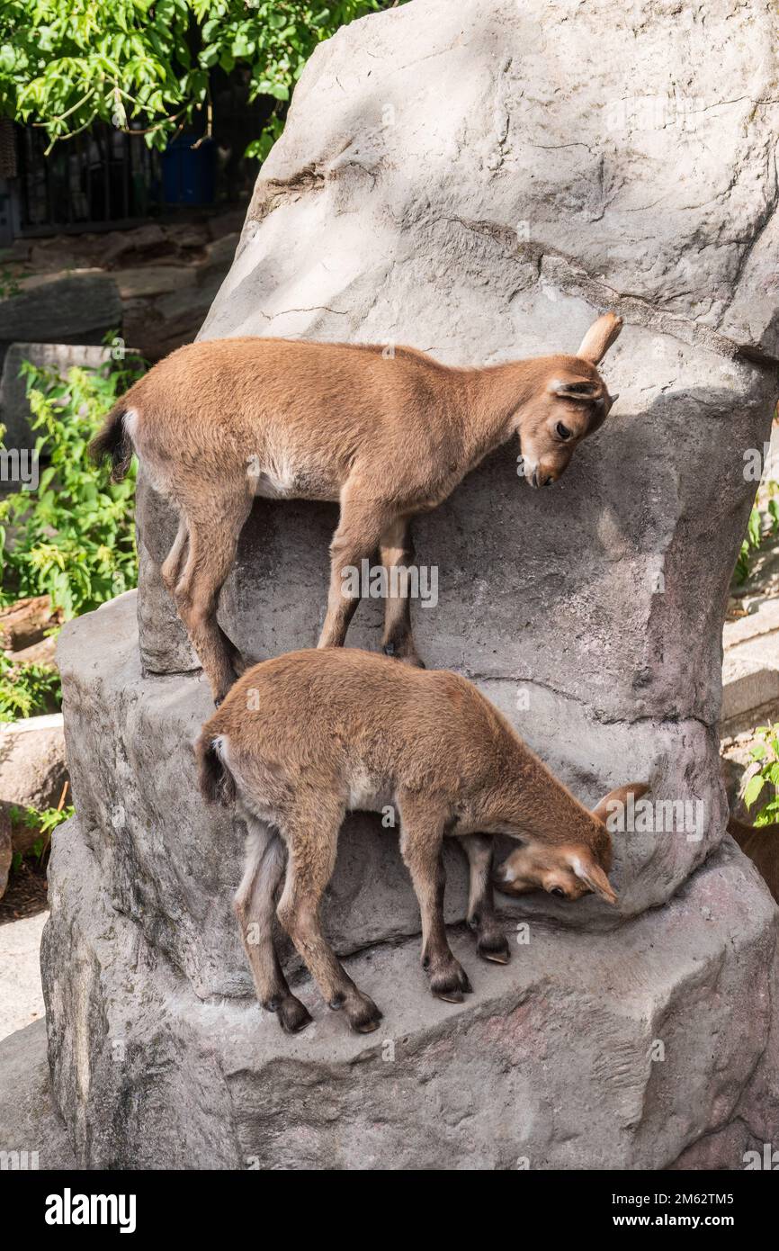 Markhor goatlings jump on the rocks. Markhor, Capra falconeri, wild ...