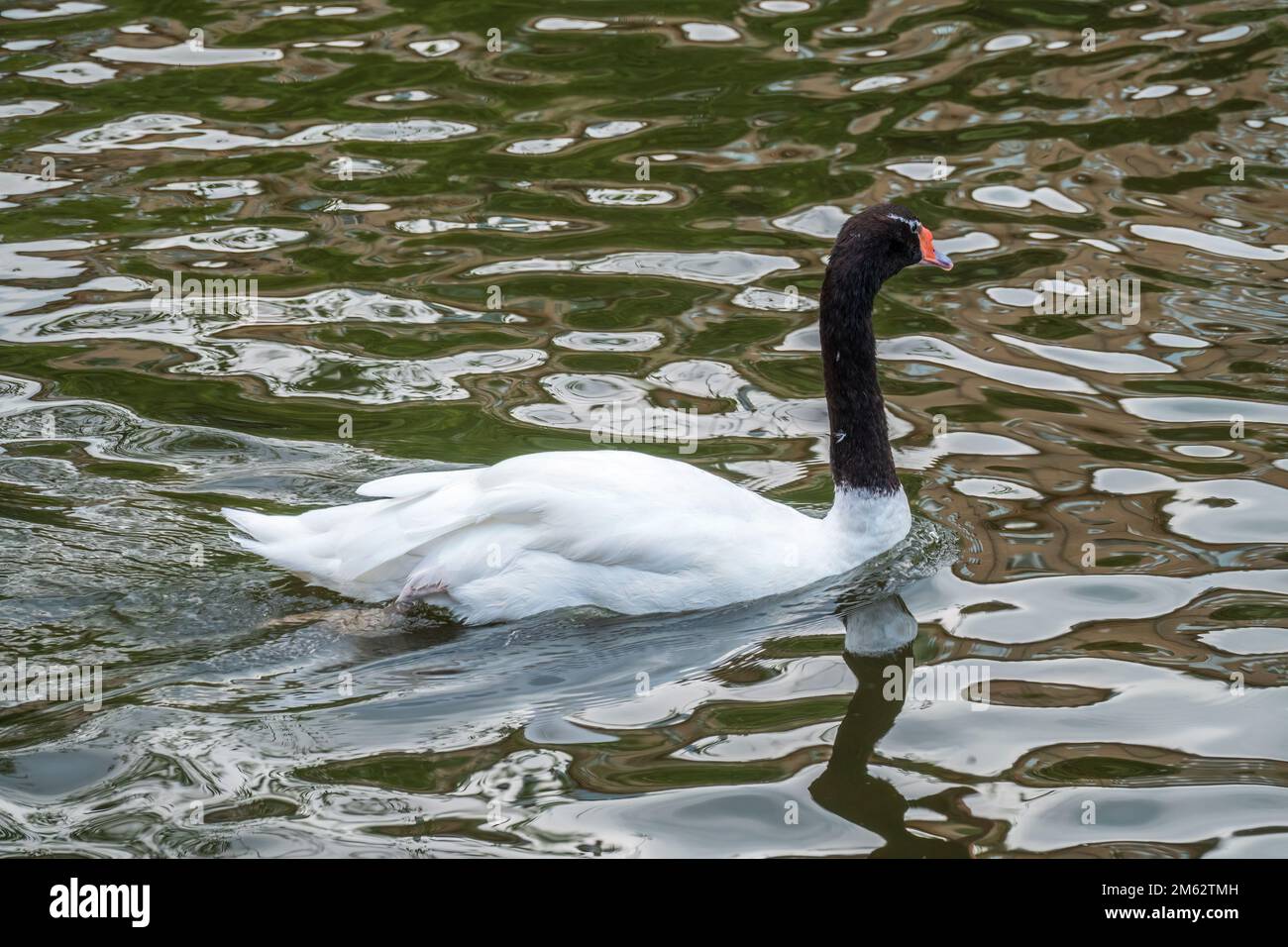 The black-necked swan Cygnus melancoryphus, is a swan that is the ...