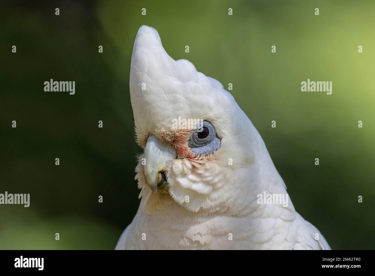 Australian Little or Short-beaked Corella Stock Photo - Alamy