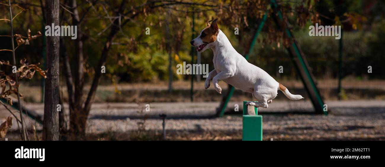 Jack Russell Terrier dog jumping over a wooden barrier in a dog ...