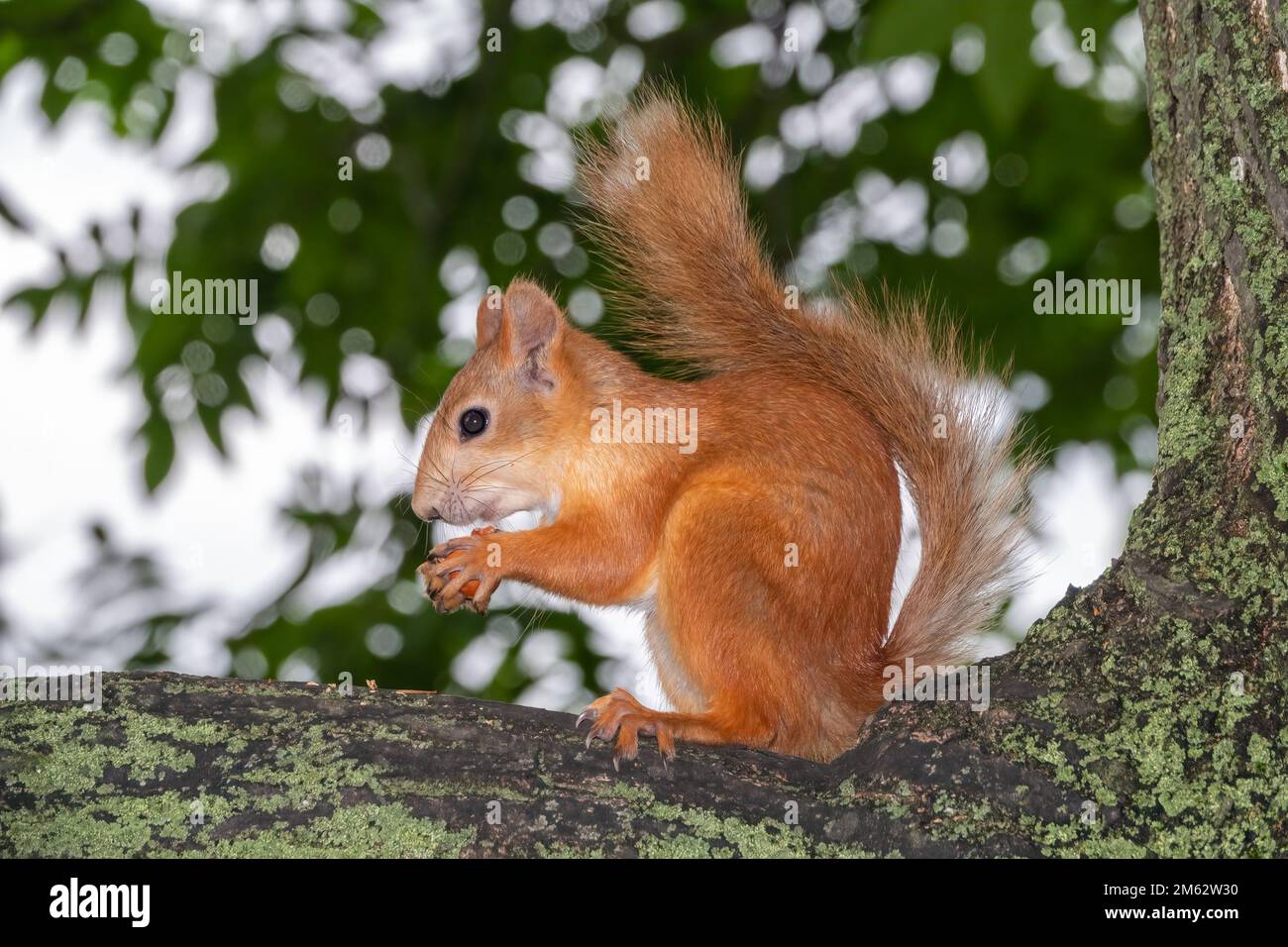 Young Squirrel sits on tree in summer. Beautiful and red-haired young ...