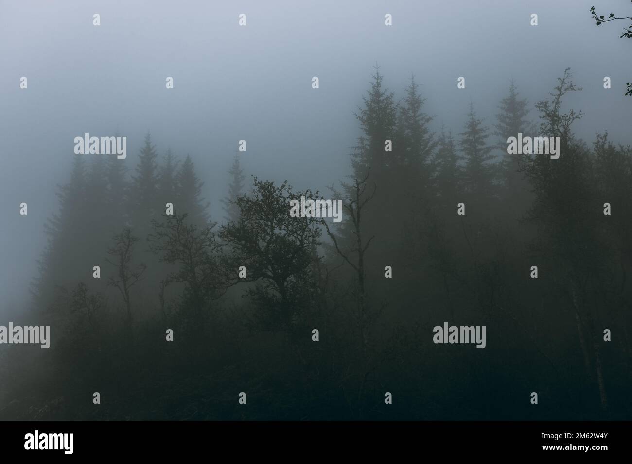 Foggy and creepy landscape in the deep forest of Norway Stock Photo - Alamy