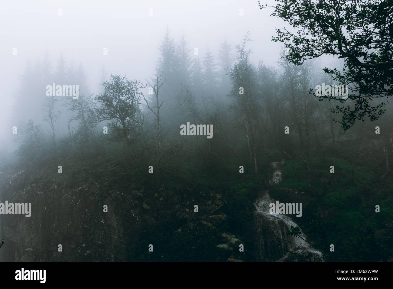 Foggy and creepy landscape in the deep forest of Norway Stock Photo - Alamy