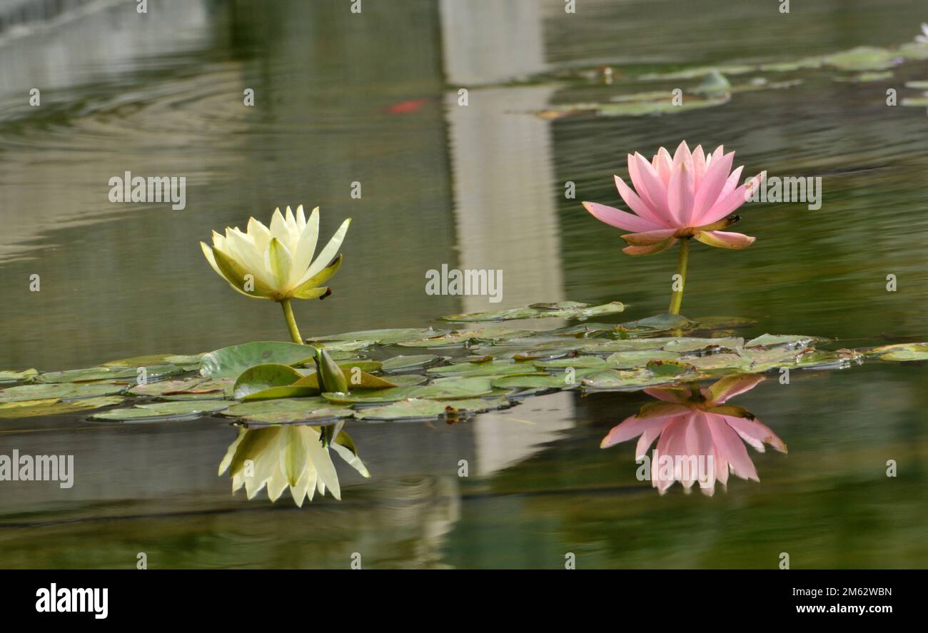 Blossoming lotus flowers Stock Photo - Alamy