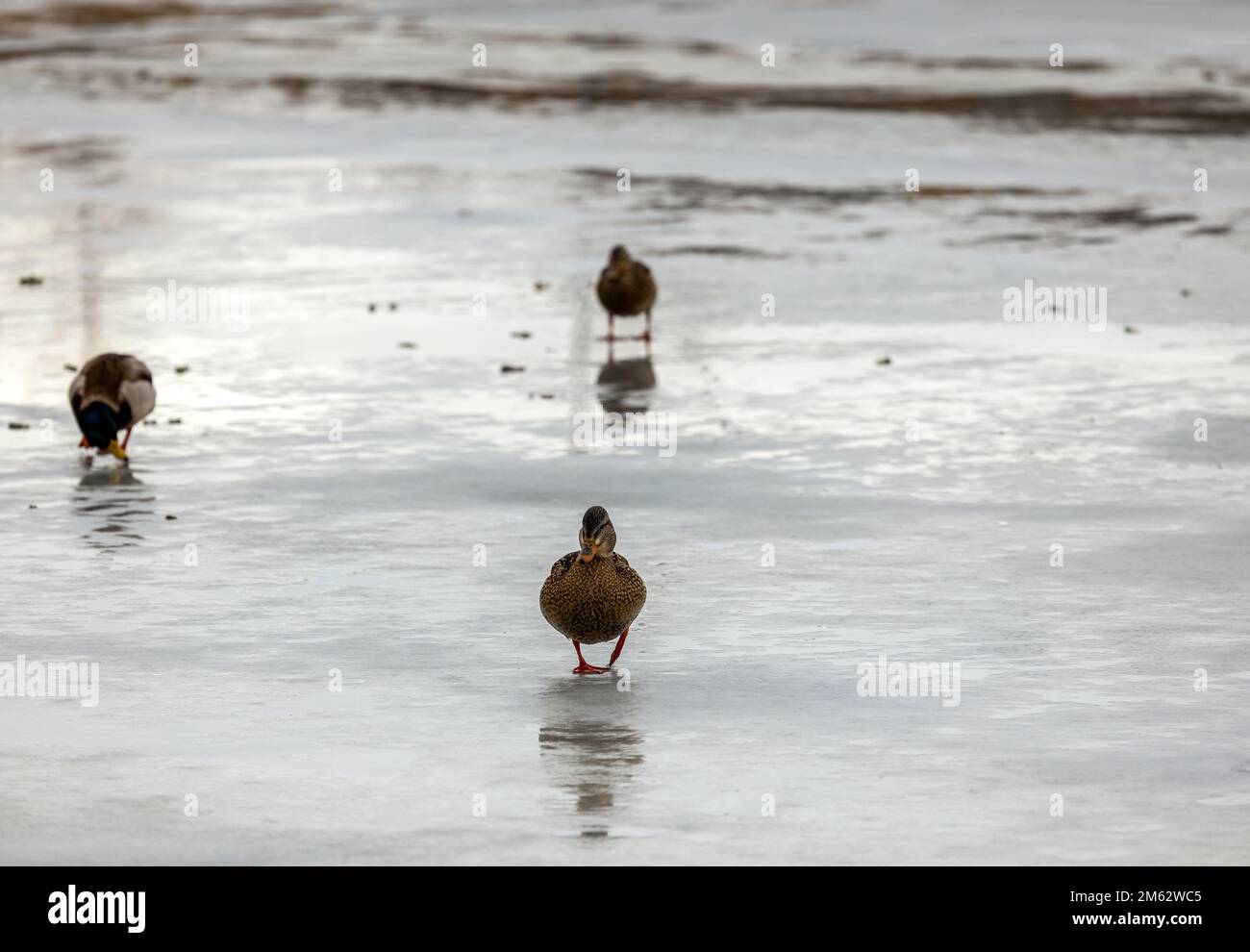 Ducks rest on a frozen pond in the winter city park in Aurora, Colorado ...