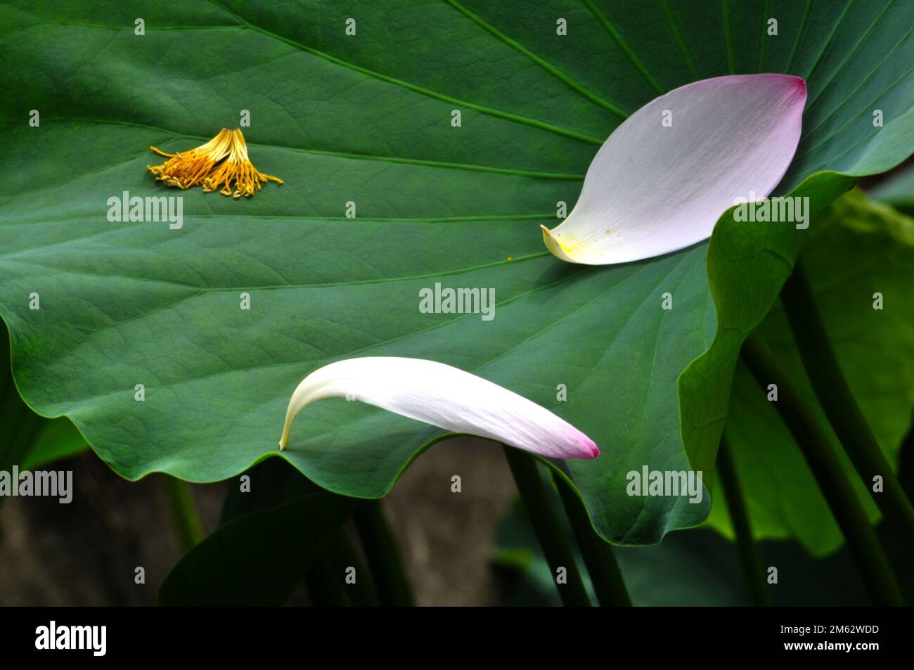 Blossoming lotus flowers Stock Photo - Alamy