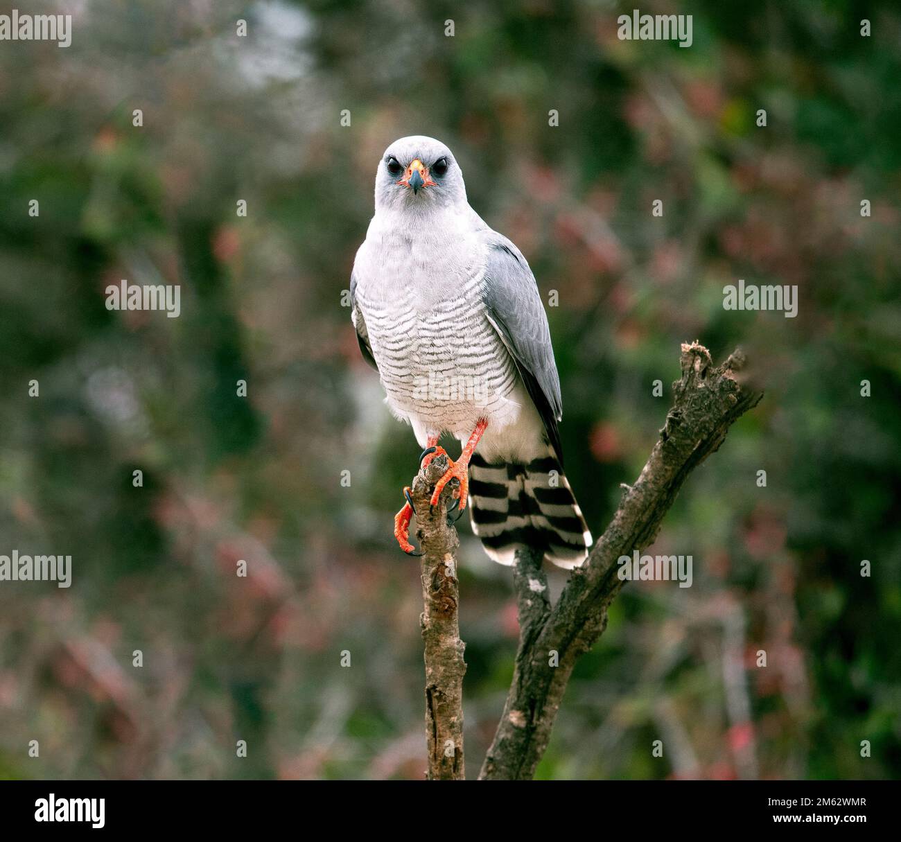 A closeup shot of a white hawk perched on a tree branch Stock Photo - Alamy