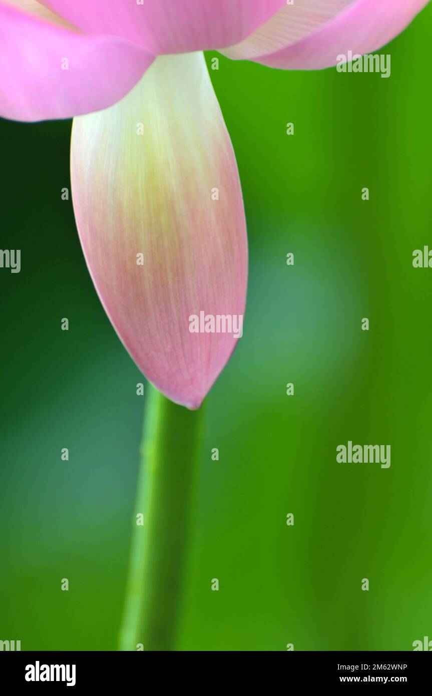Blossoming lotus flowers Stock Photo - Alamy