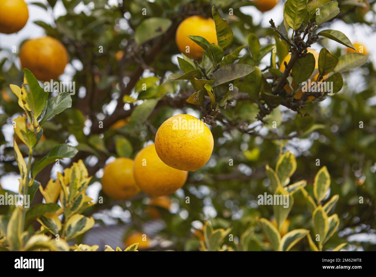 citron tree in the countryside Stock Photo - Alamy