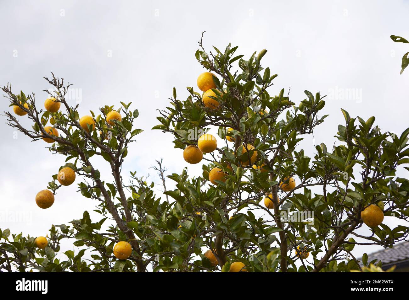 citron tree in the countryside Stock Photo - Alamy