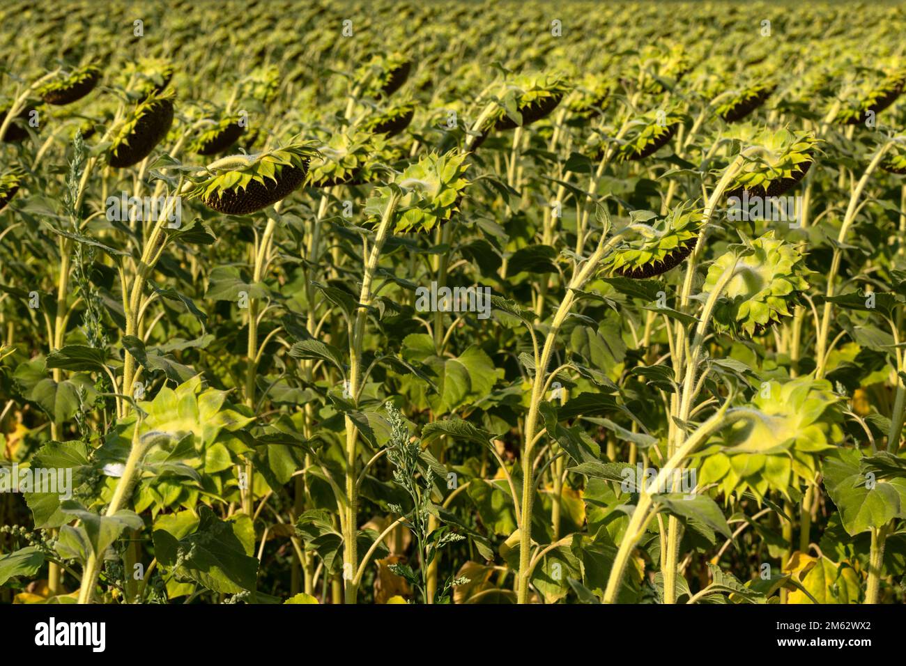 Field of back blooming sunflowers in the morning light. Background ...