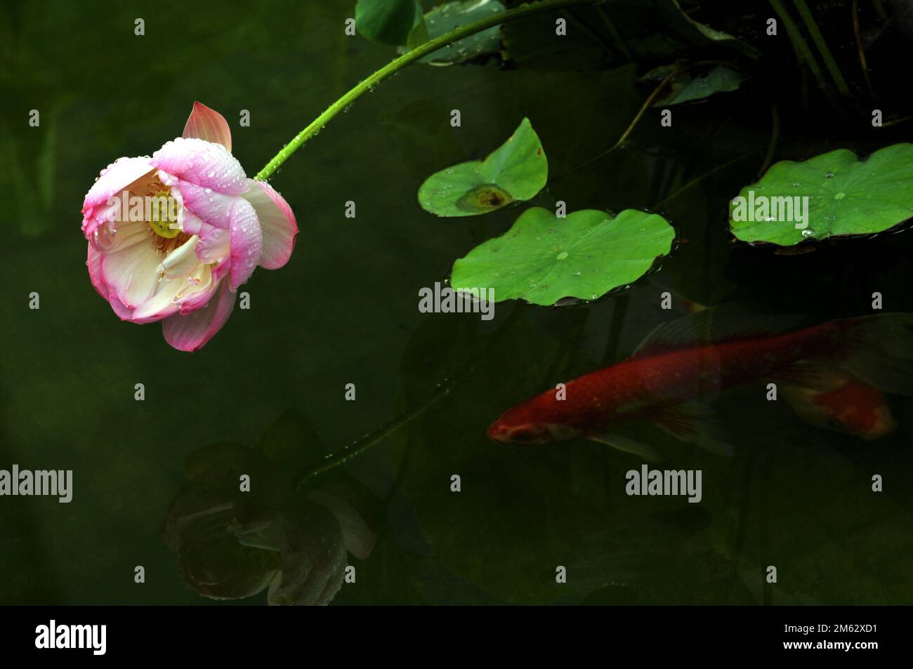 Blossoming lotus flowers Stock Photo - Alamy