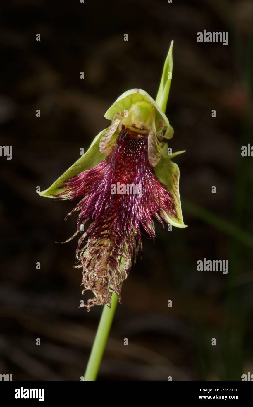 Red Beard Orchids (Calochilus Paludosus) used to be common in the ...