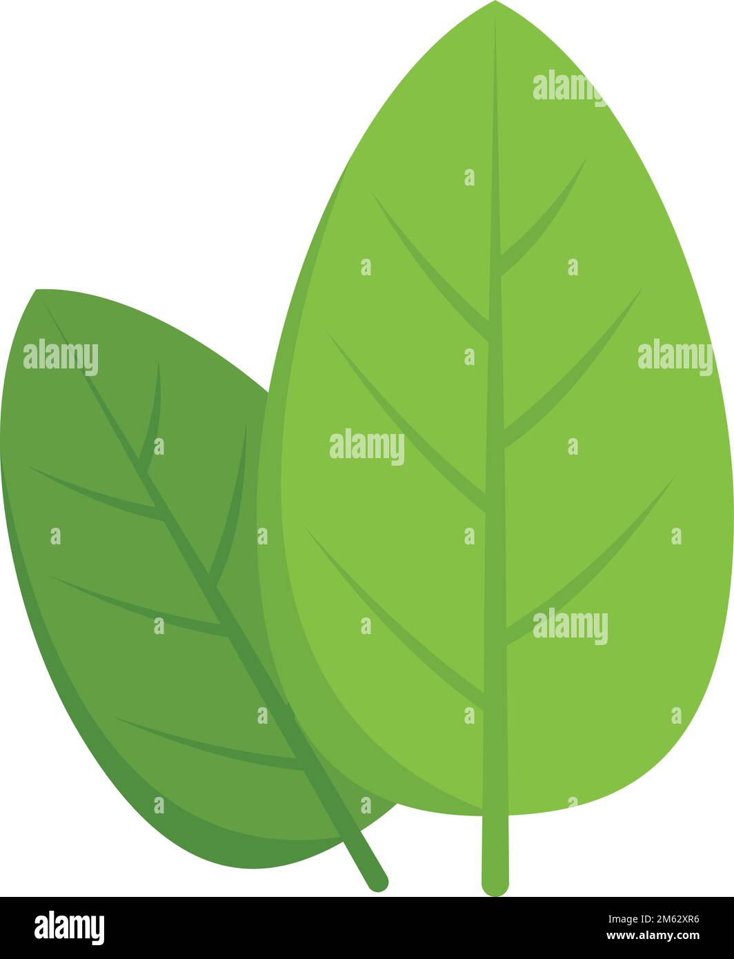 Basil spice icon flat vector. Cooking herb. Leaf plant isolated Stock ...