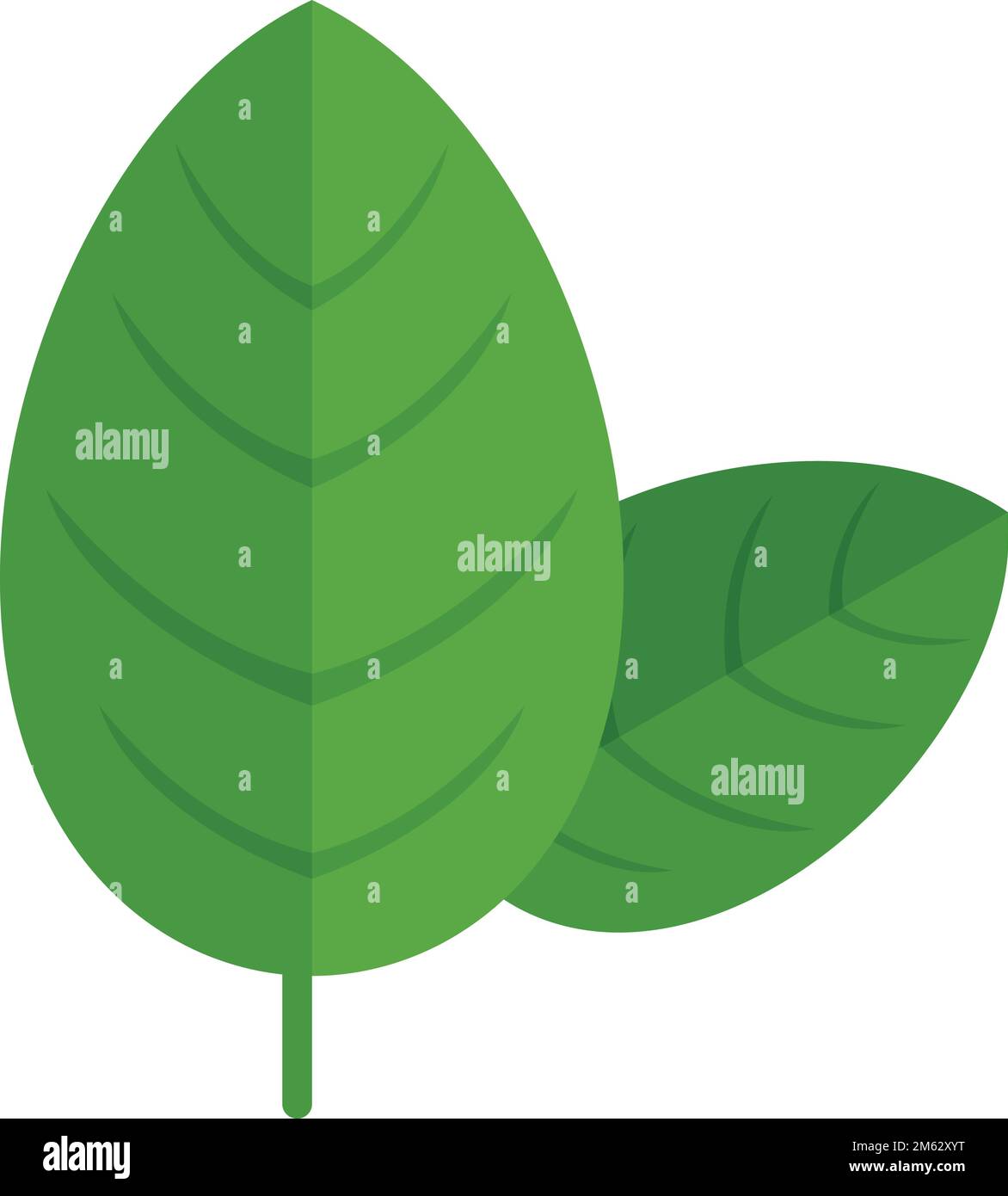 Basil spice leaf icon flat vector. Herb plant. Cooking aromatic ...