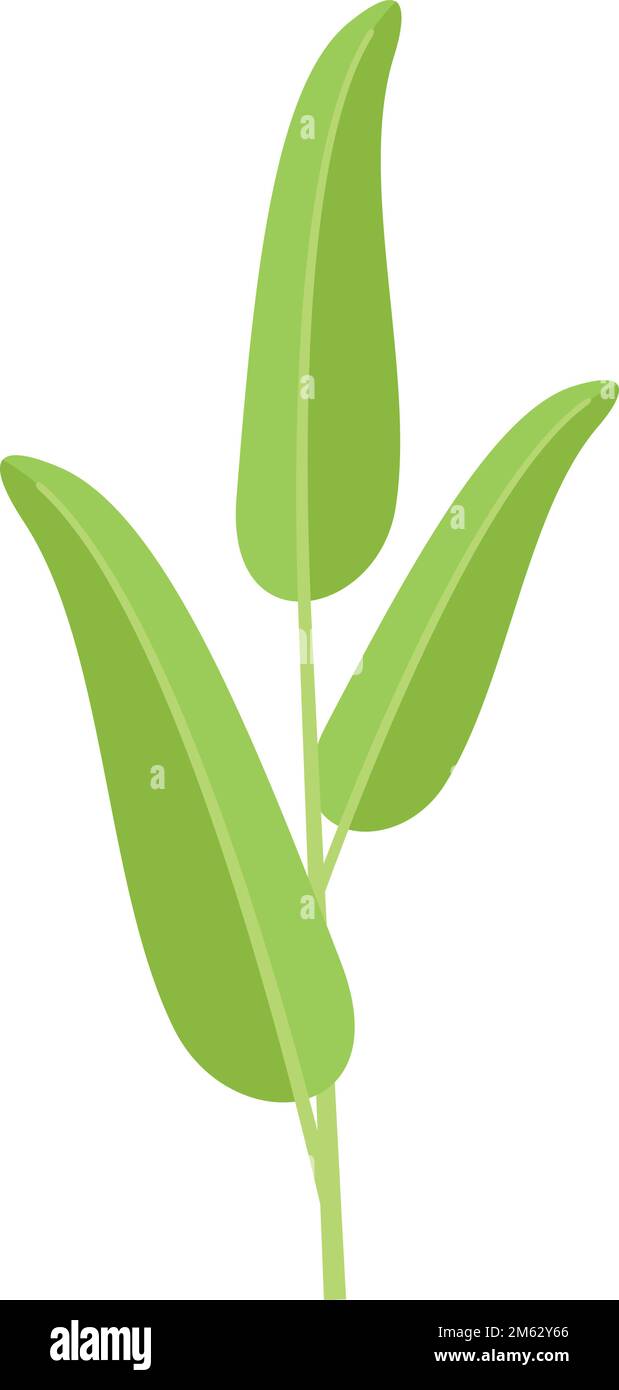 Sage smudge icon flat vector. Herb stick. Herbal salvia isolated Stock ...