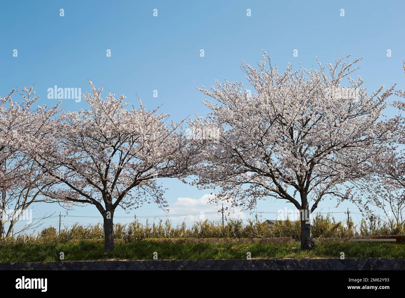 cherry trees by the river Stock Photo - Alamy