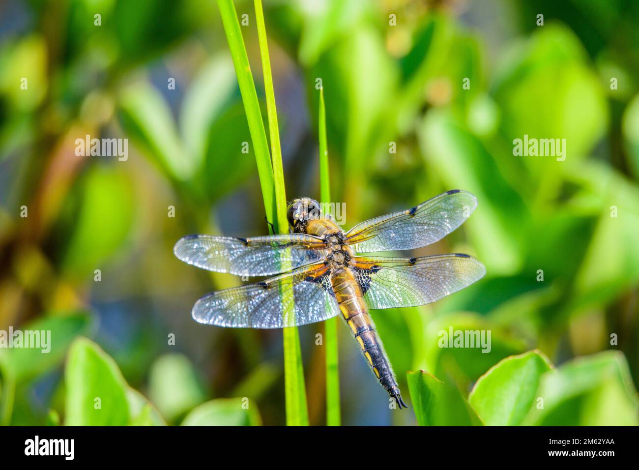 A closeup of a beautiful four-spotted chaser dragonfly on a green plant ...