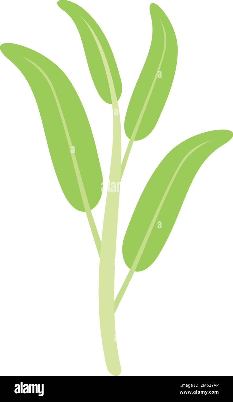 Herbal sage icon flat vector. Herb plant. Leaf aromatic isolated Stock ...