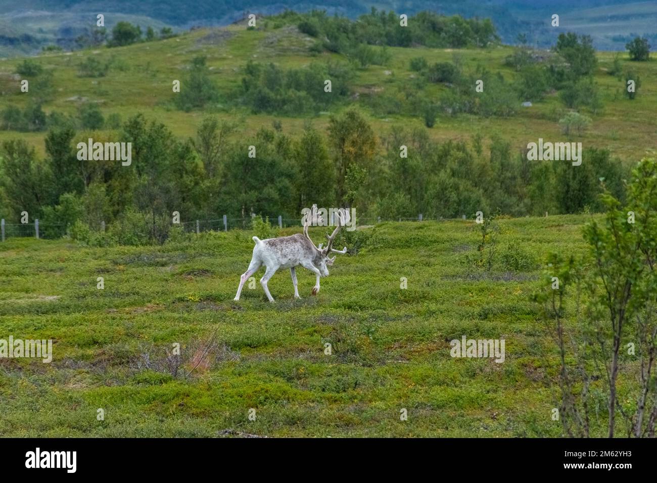 Beautiful wild reindeer with big antlers in the tundra of Norway Stock ...