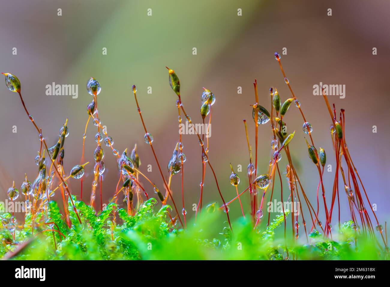 Surface with moss hi-res stock photography and images - Alamy