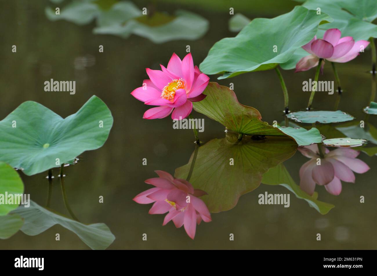Blossoming lotus flowers Stock Photo - Alamy