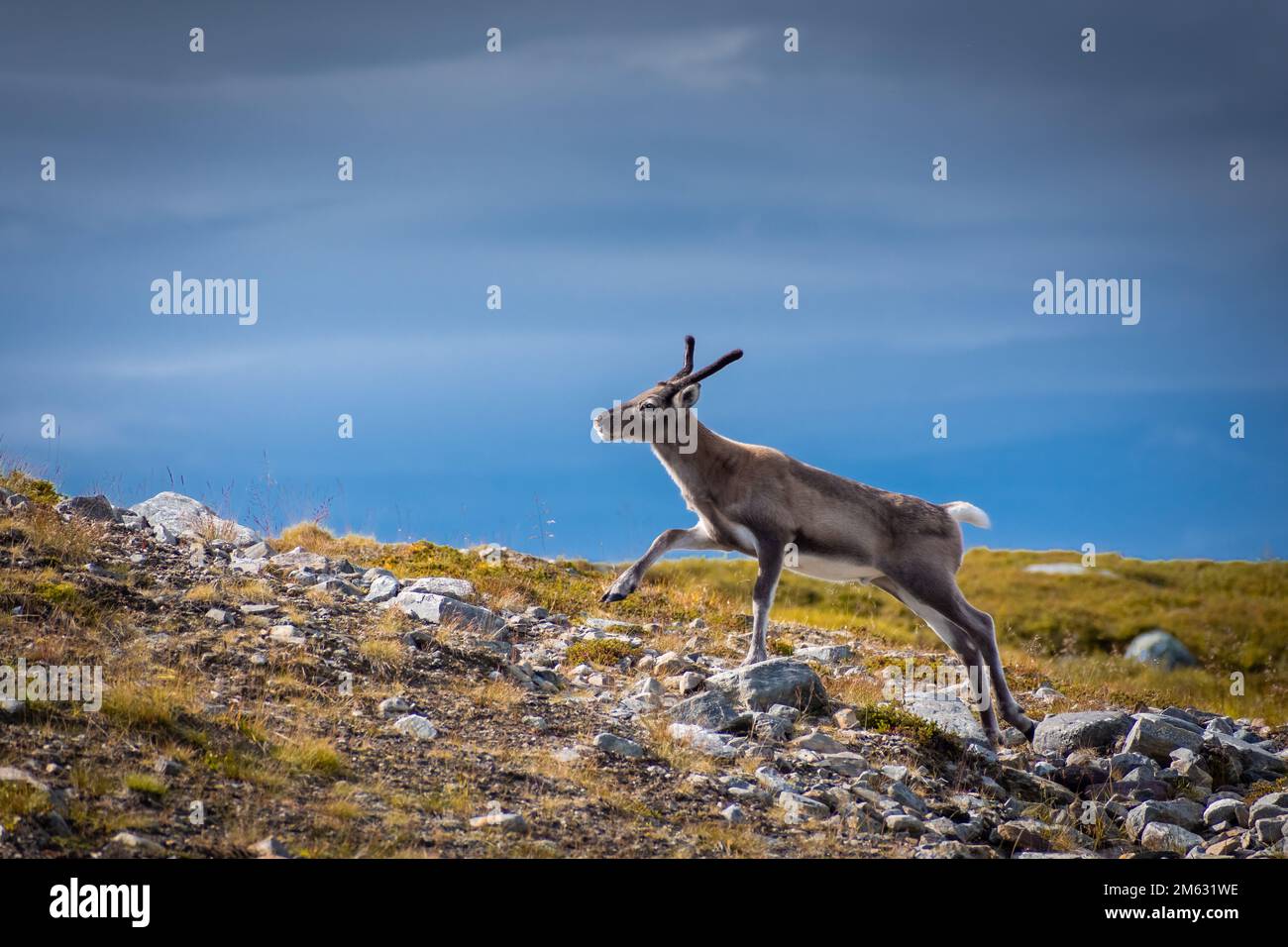 Little cub of wild reindeer in the tundra of Norway Stock Photo - Alamy