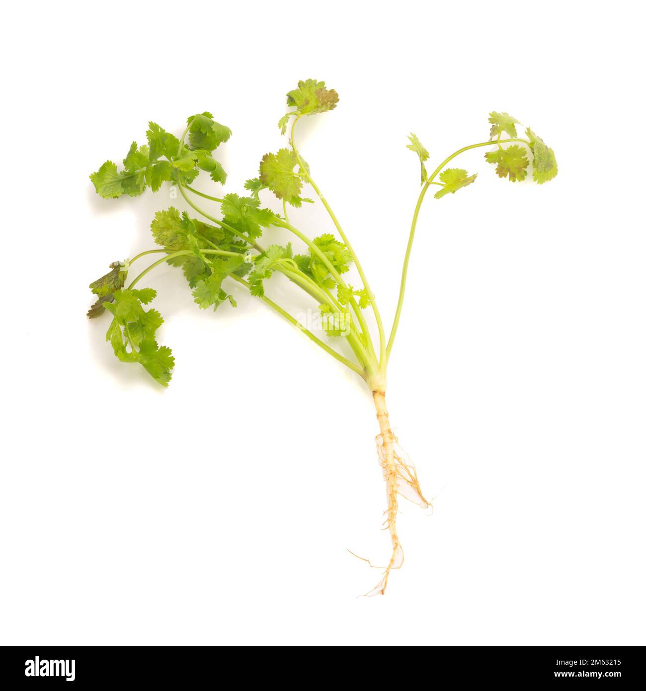 coriander isolated on white background Stock Photo - Alamy