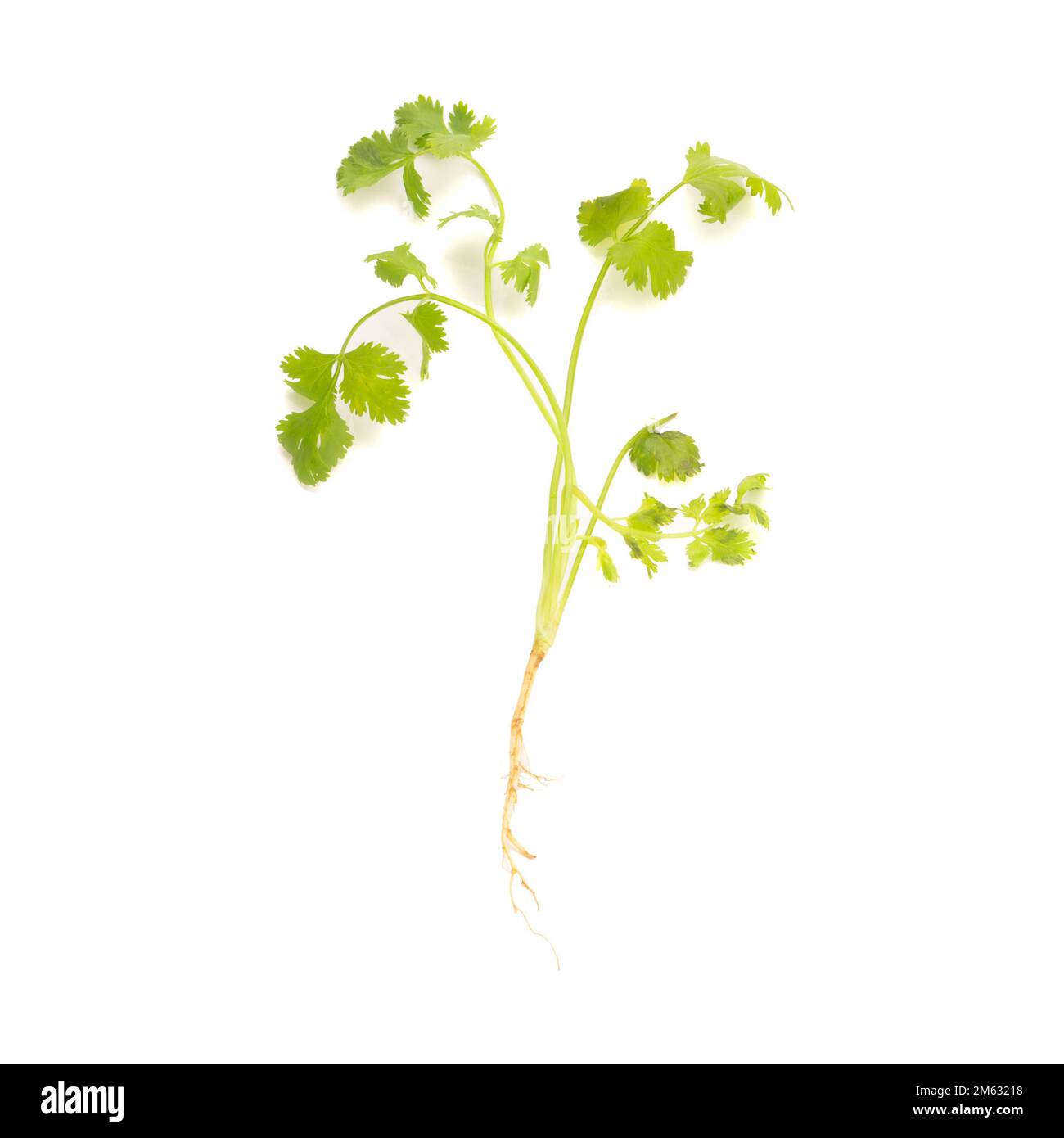 coriander isolated on white background Stock Photo - Alamy