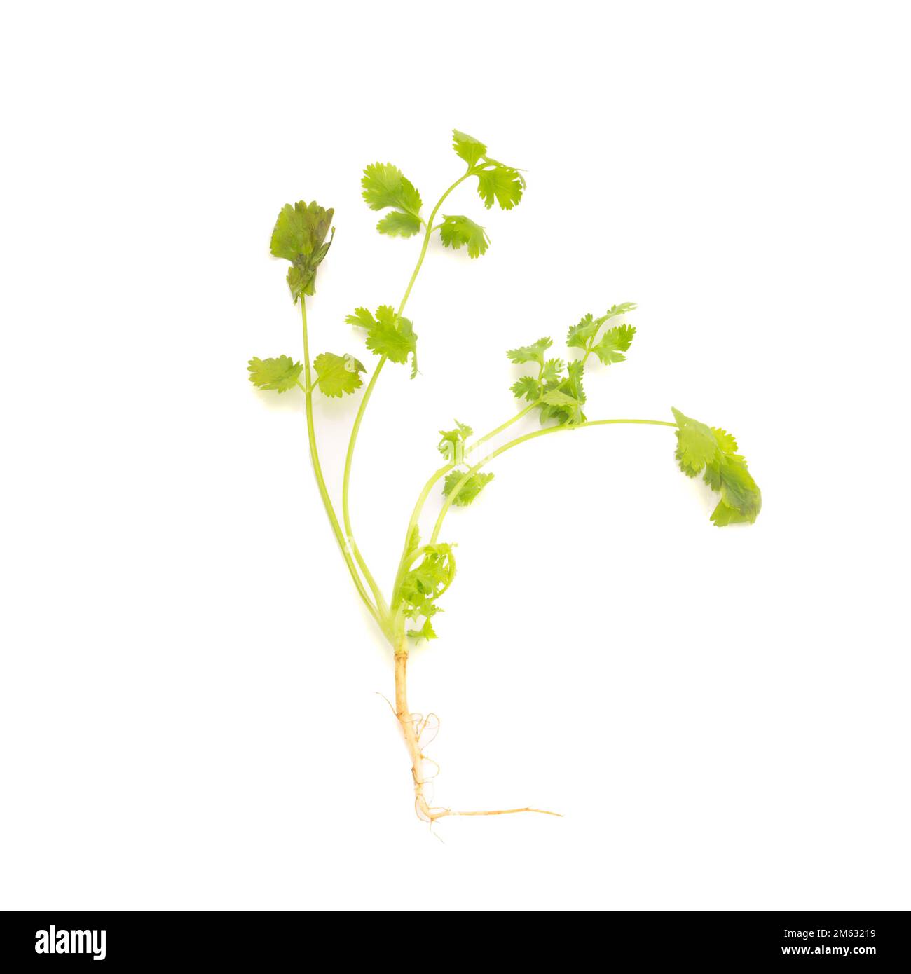 coriander isolated on white background Stock Photo - Alamy