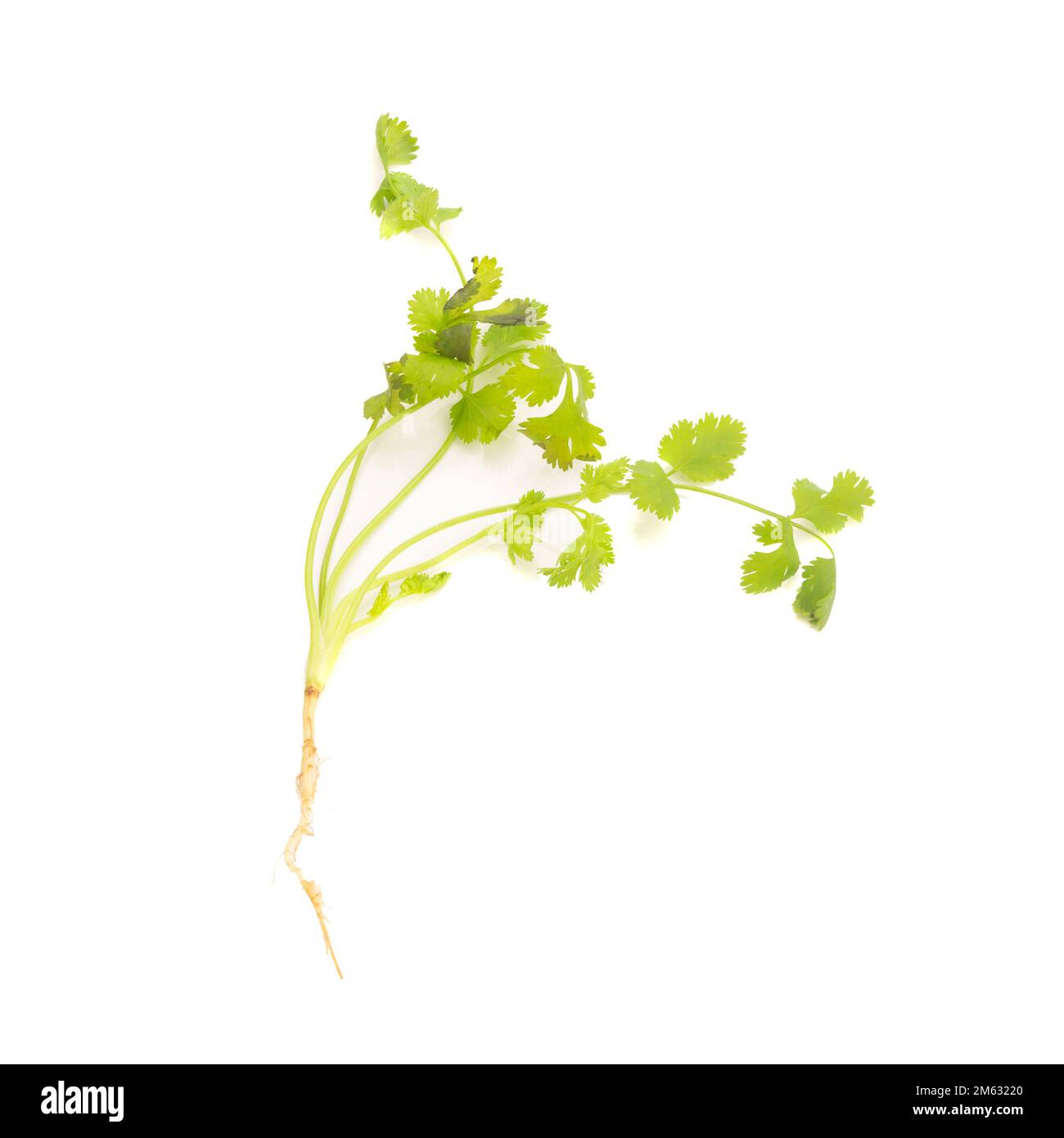 Coriander herb garden Cut Out Stock Images & Pictures - Alamy