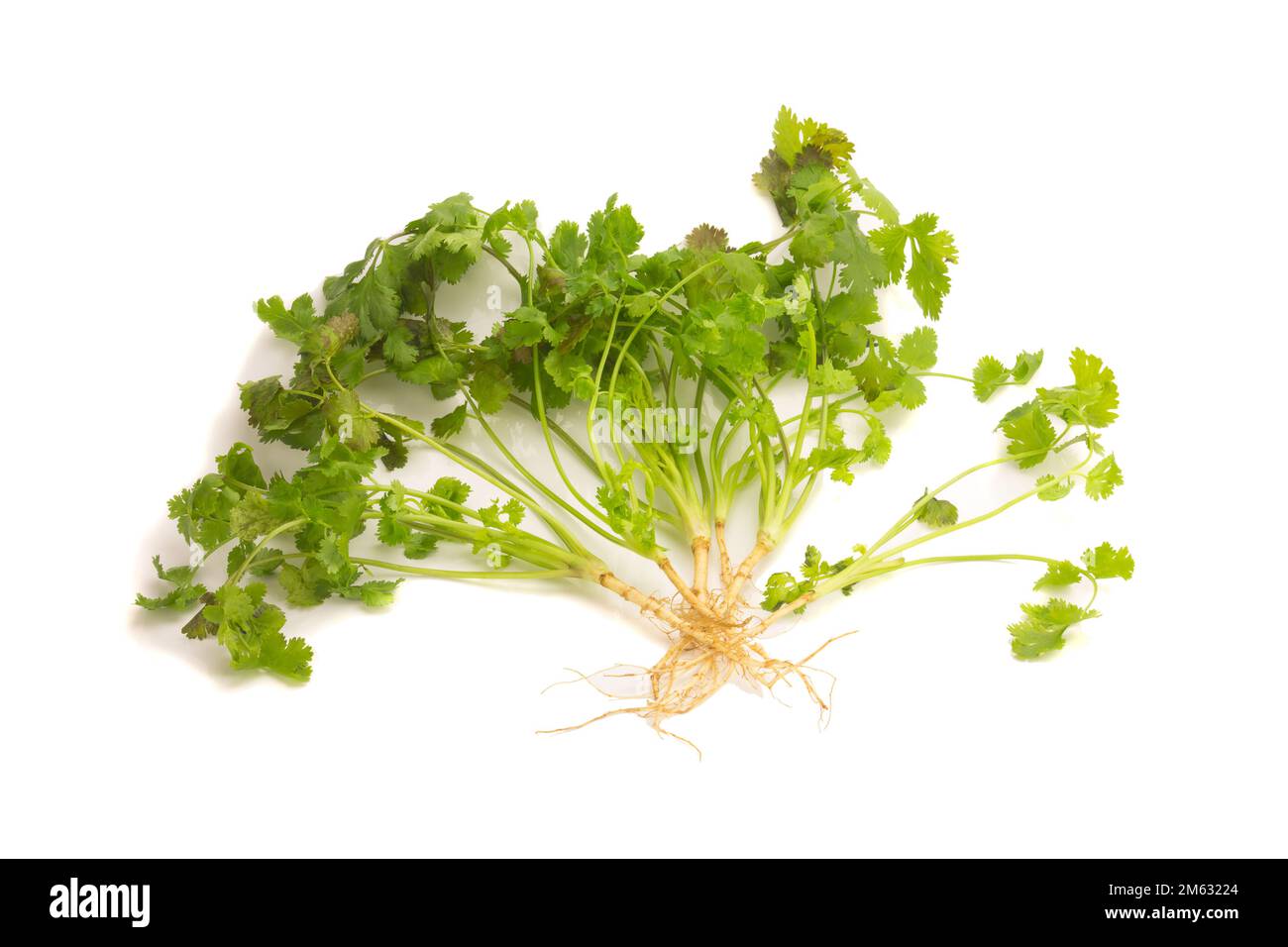Coriander herb garden Cut Out Stock Images & Pictures - Alamy