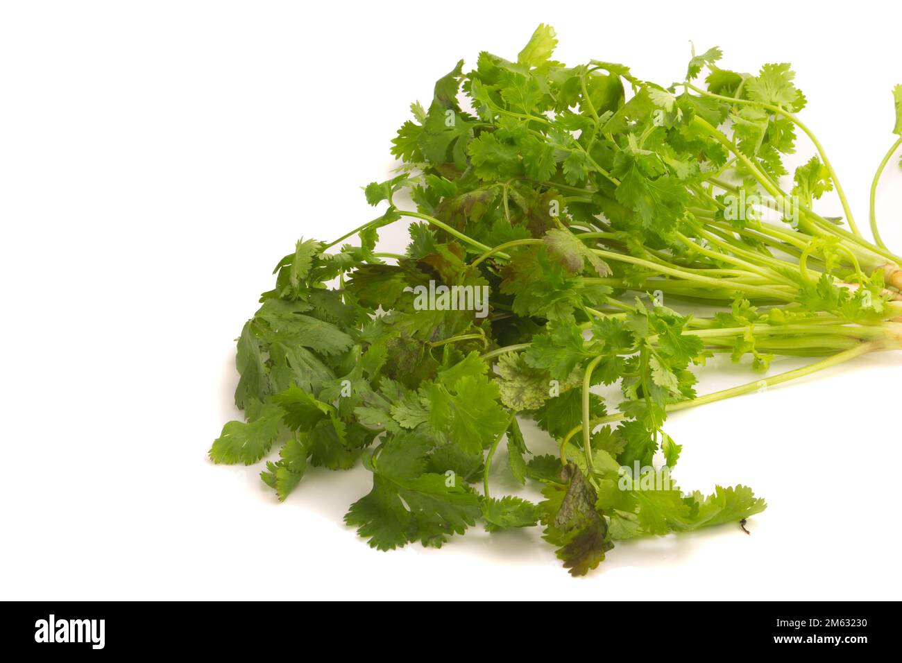 coriander isolated on white background Stock Photo - Alamy