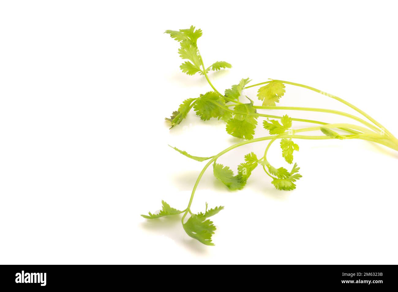 coriander isolated on white background Stock Photo - Alamy