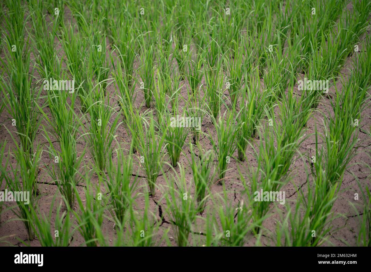 Rice fields, terraces, plantation, farm. An organic asian rice farm and ...