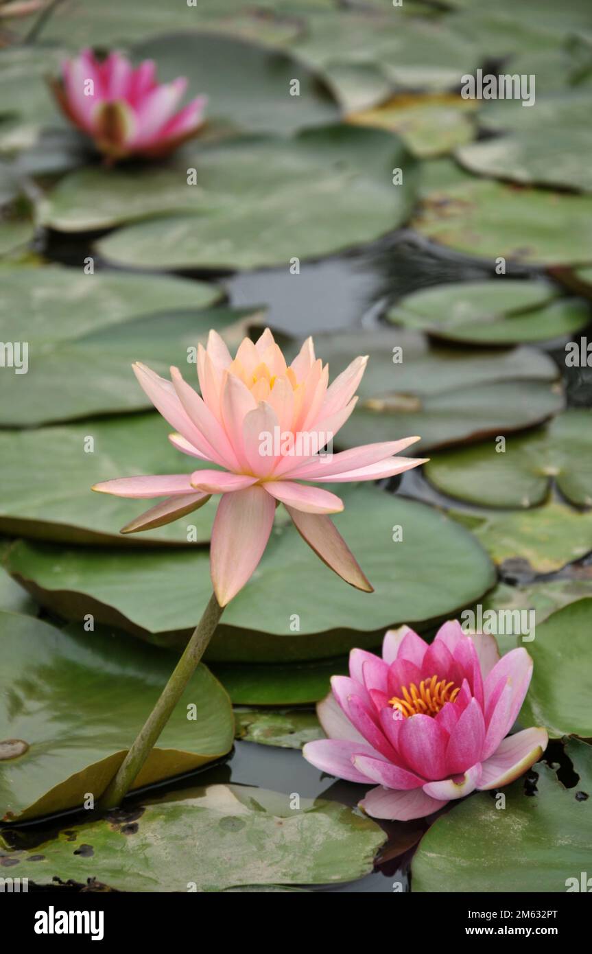 Blossoming lotus flowers Stock Photo - Alamy