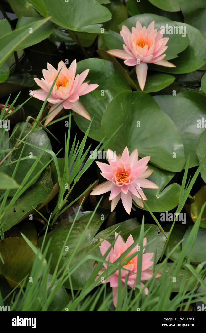 Blossoming lotus flowers Stock Photo - Alamy