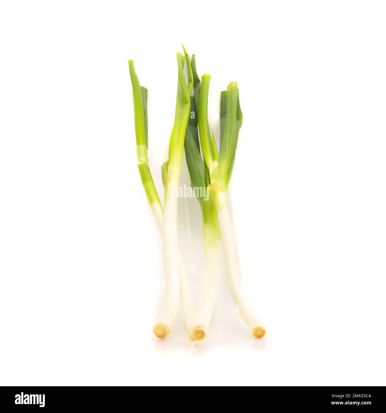 Green Japanese Bunching Onion on White Background Stock Photo - Alamy