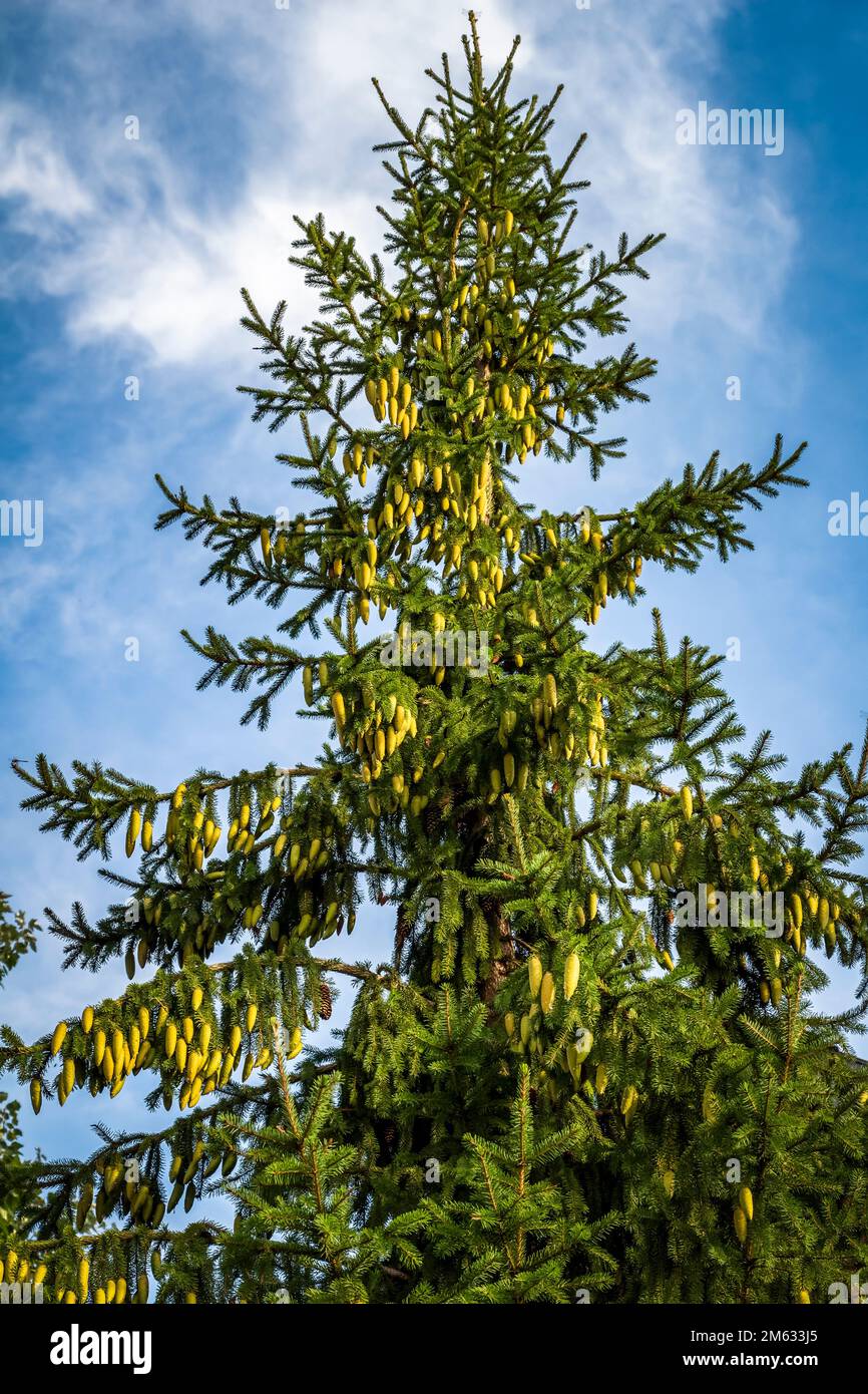 Decorative fir tree with brown cones close-up Stock Photo - Alamy
