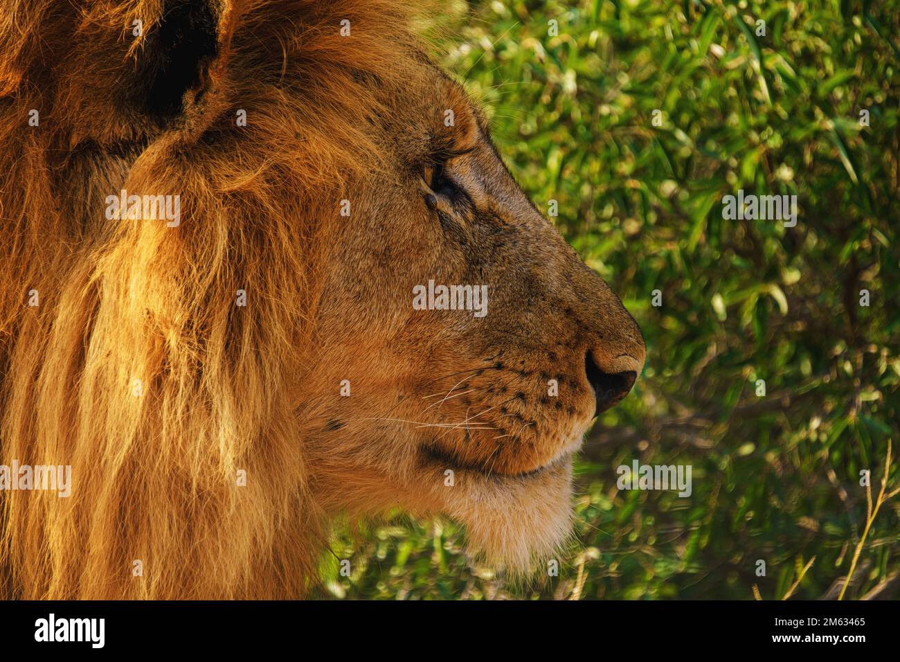 African Lions during safari game drive in Kruger National park South ...