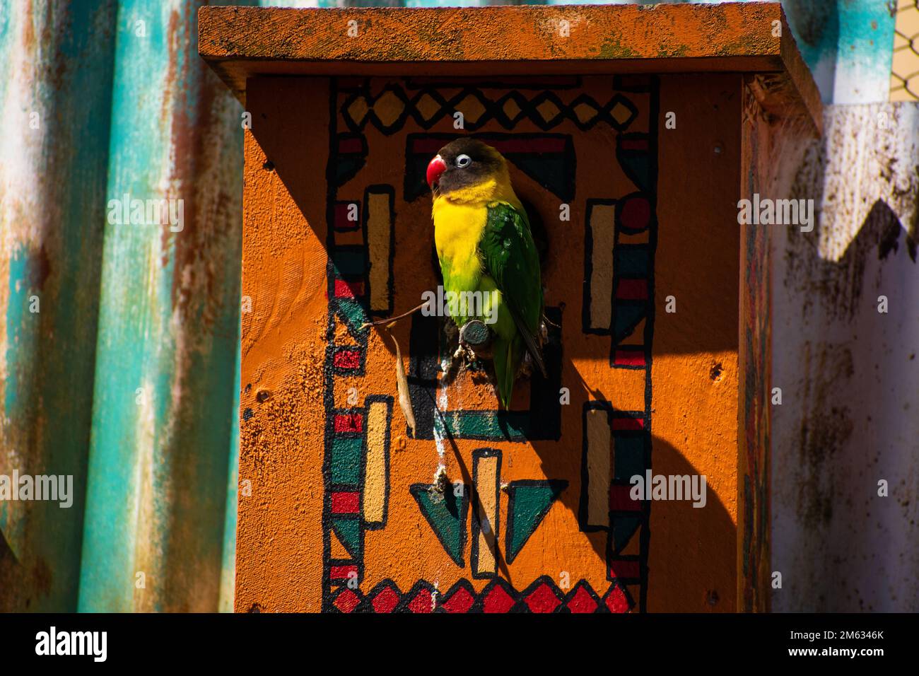 Bright Bird Rests By Its Home Stock Photo - Alamy
