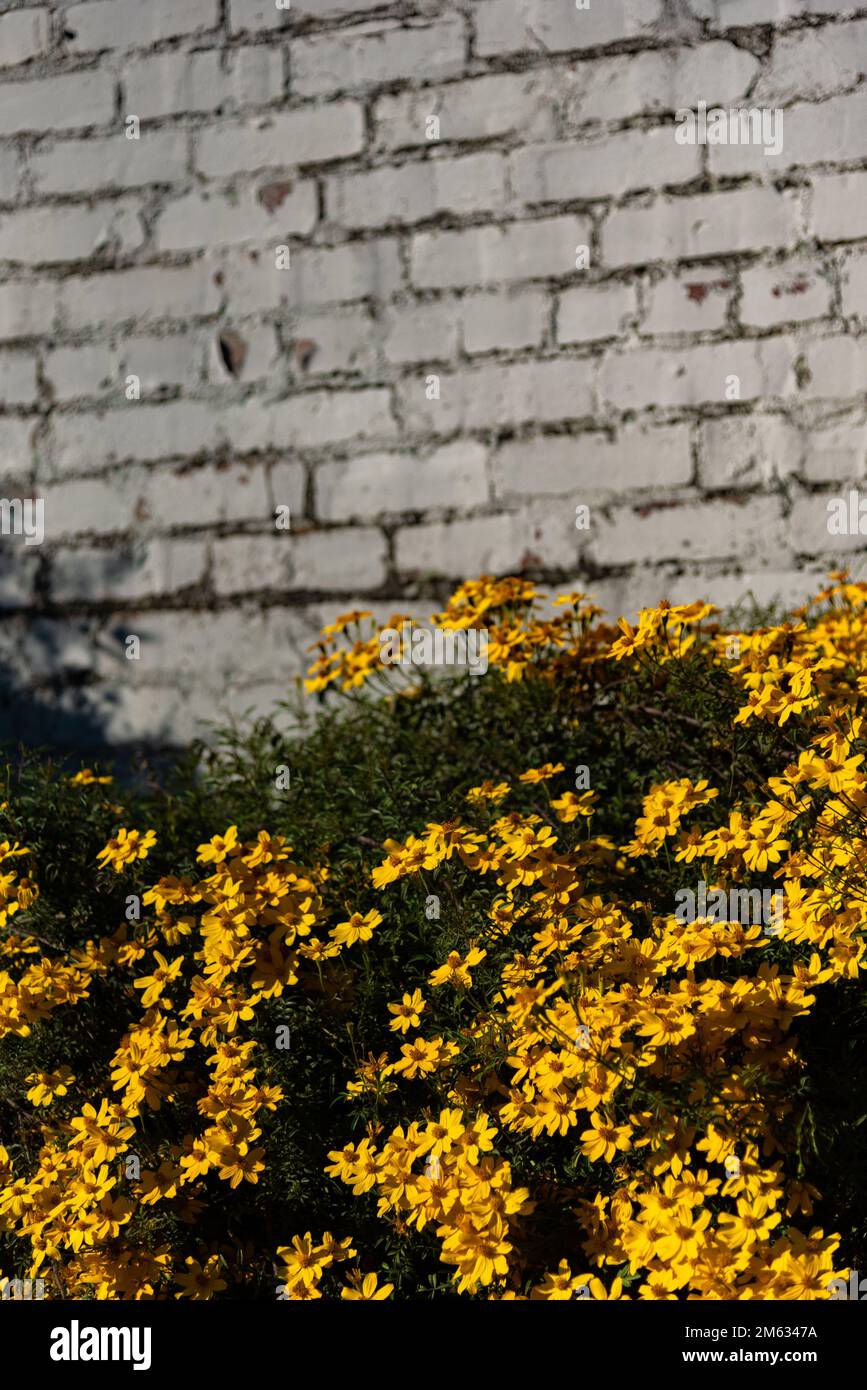 A vertical shot of a yellow flower plant near an old brick building ...