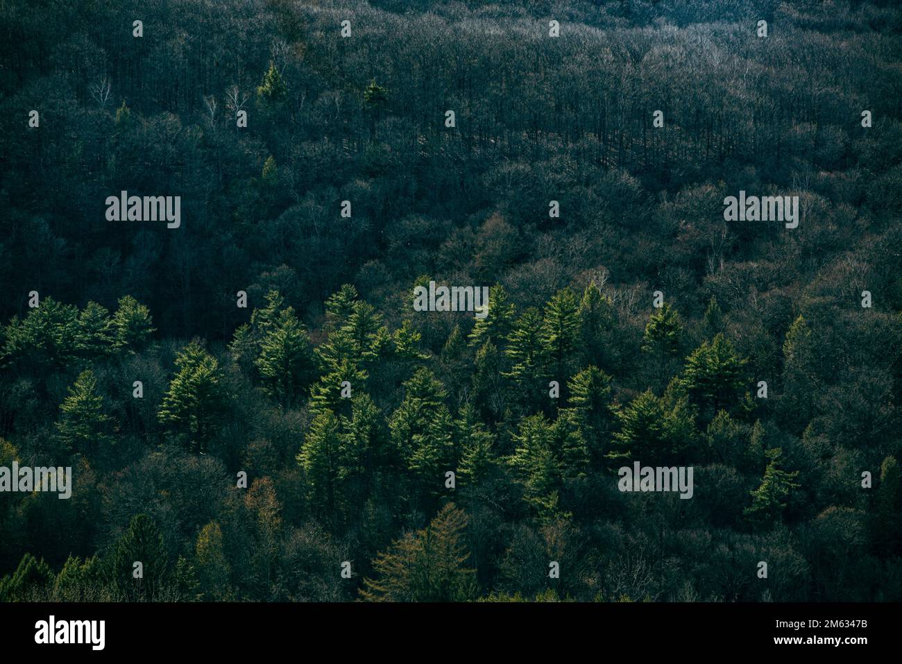 A high angle shot of green trees on a forest Stock Photo - Alamy