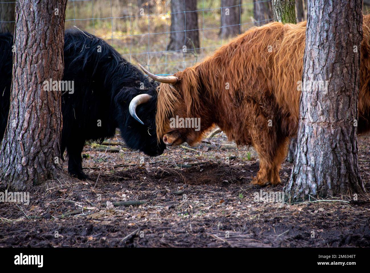 Group hug! Two robust Highland cows putting their heads together at a ...