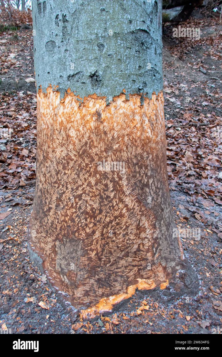 Beaver bite marks on a tree at lake Griebnitzsee in Berlin Stock Photo ...