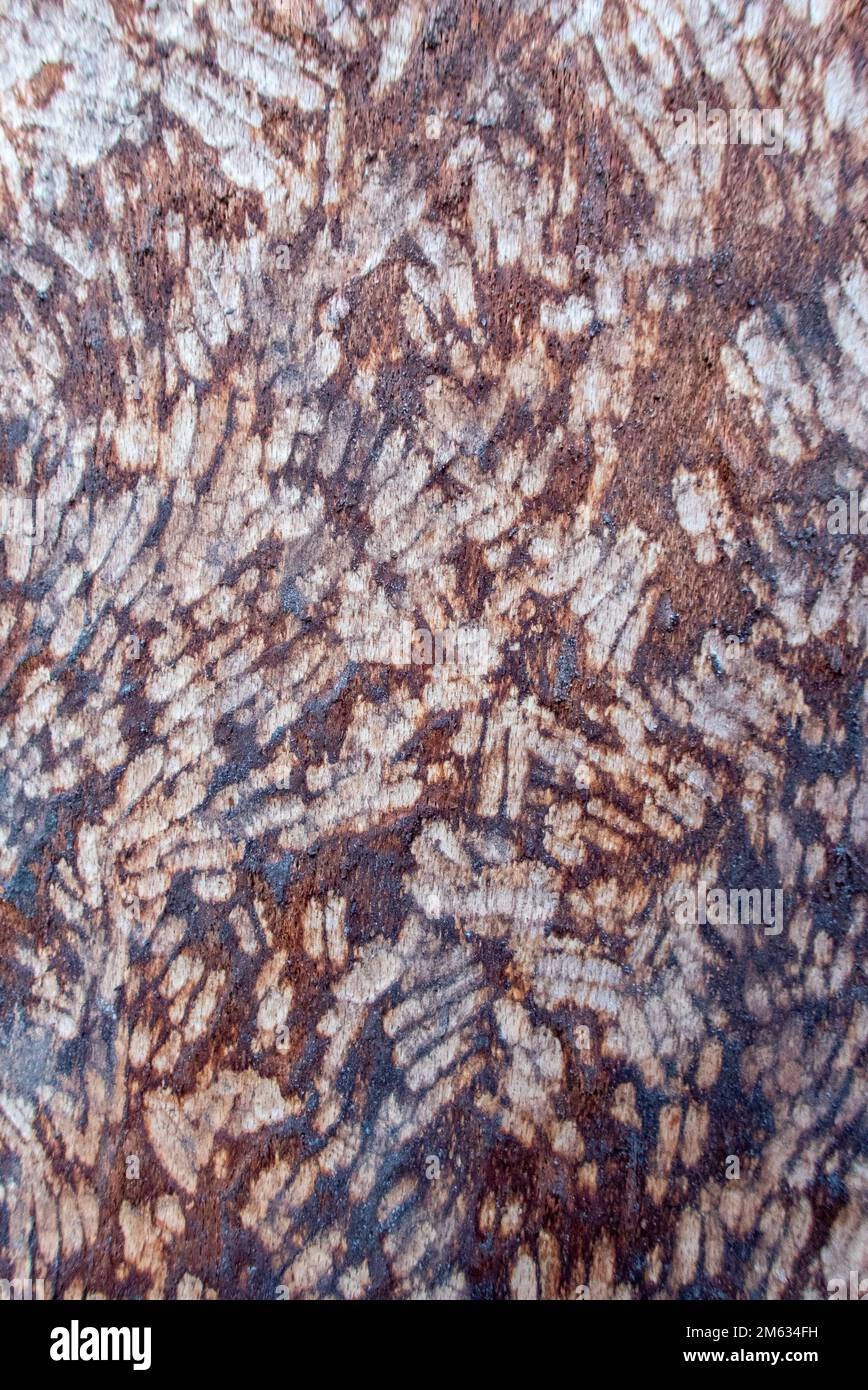 Bite wound hi-res stock photography and images - Alamy