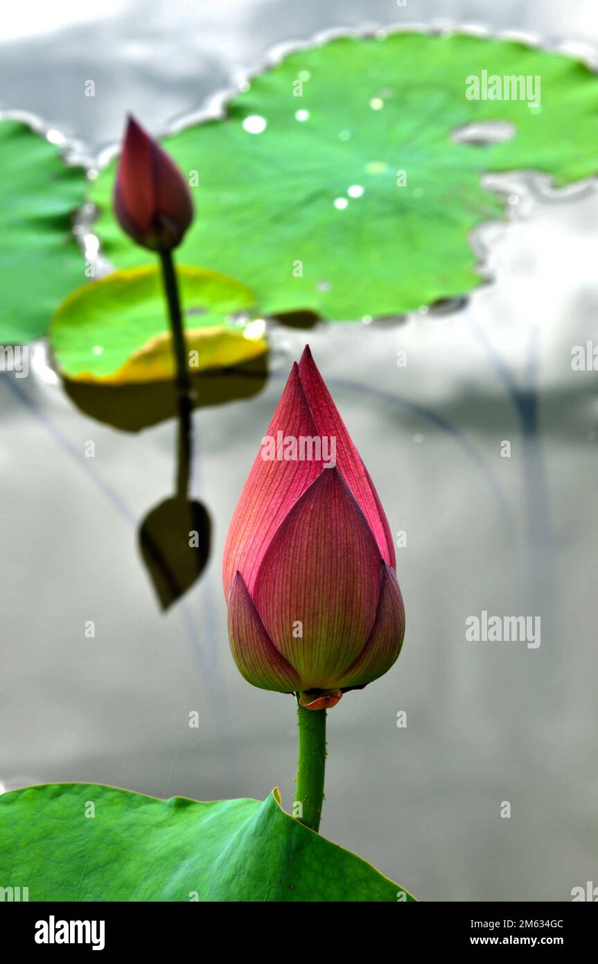 Blossoming lotus flowers Stock Photo - Alamy