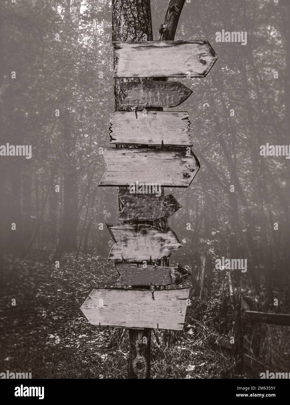 Wooden signs-pointers in a deep dark forest Stock Photo - Alamy