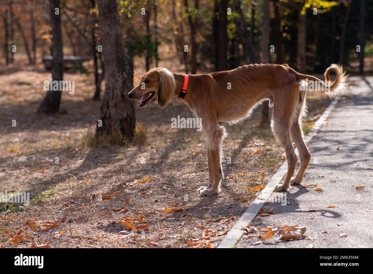 Pure breed greyhound hi-res stock photography and images - Alamy